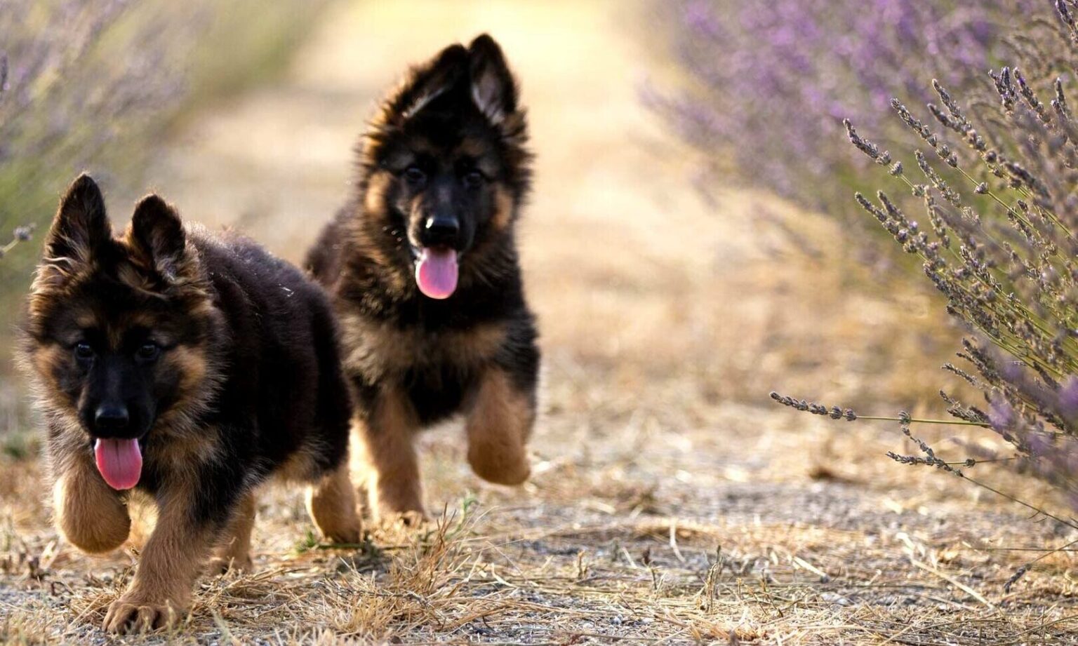 K9 STUD HUB | Stud Dogs Near You | List and Find Trusted Dogs for Stud