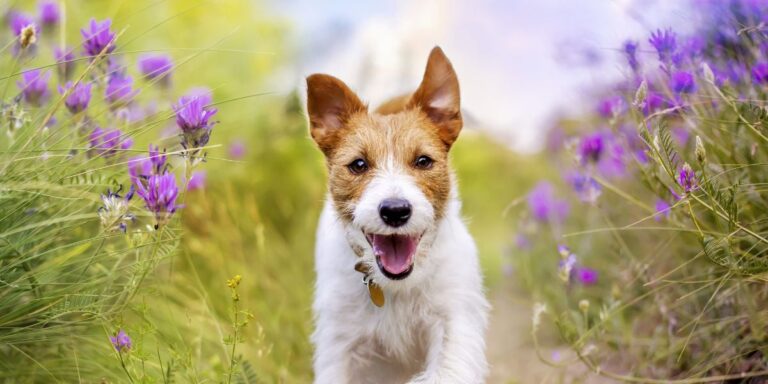 How to Stud Your Dog: A Beginner's Guide to Dog Breeding - K9 STUD HUB